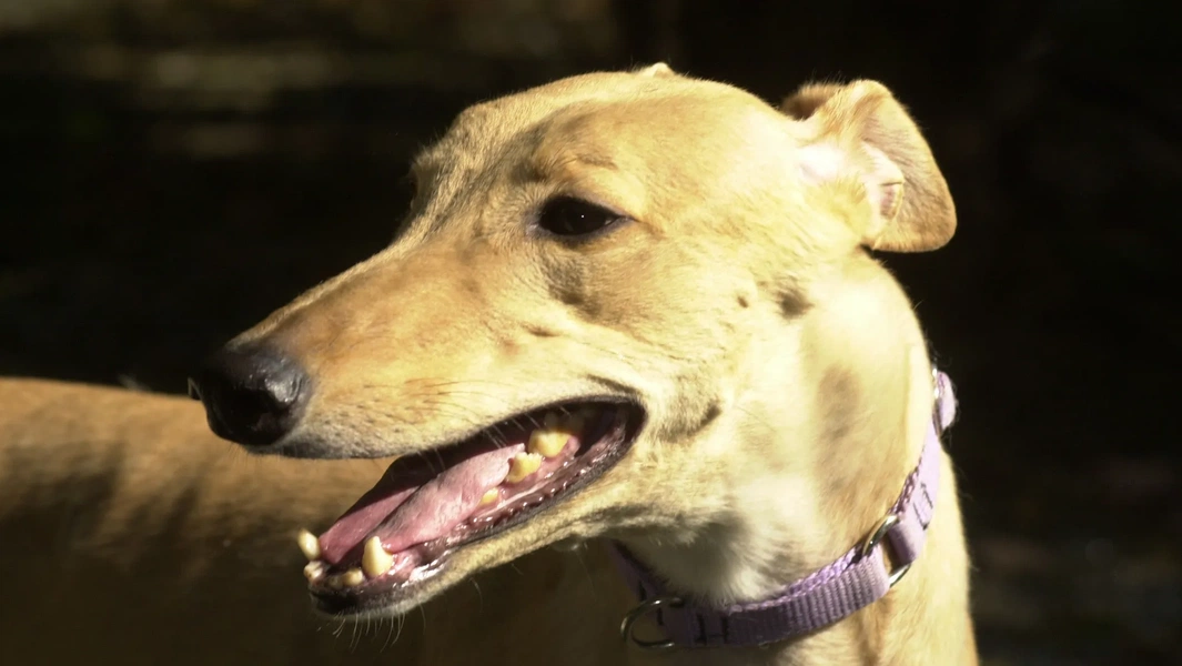 9 popular and overlooked dog breeds