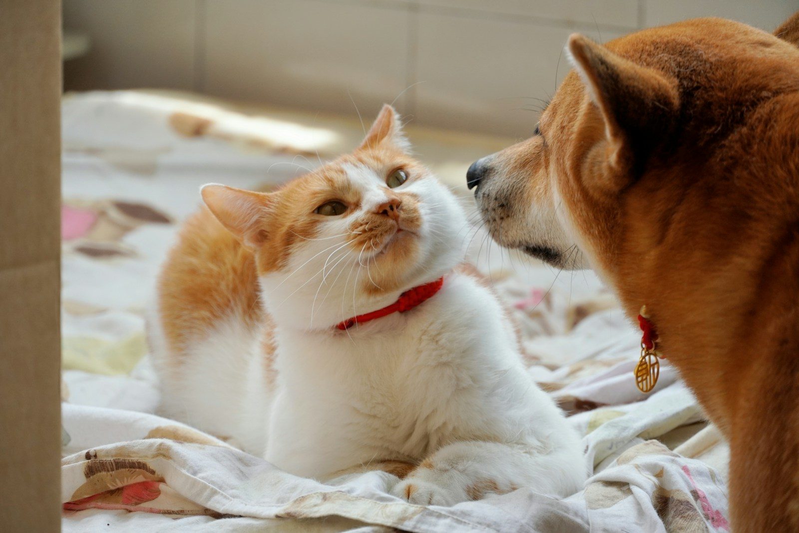 How tiny kittens overcome fear of giant dogs