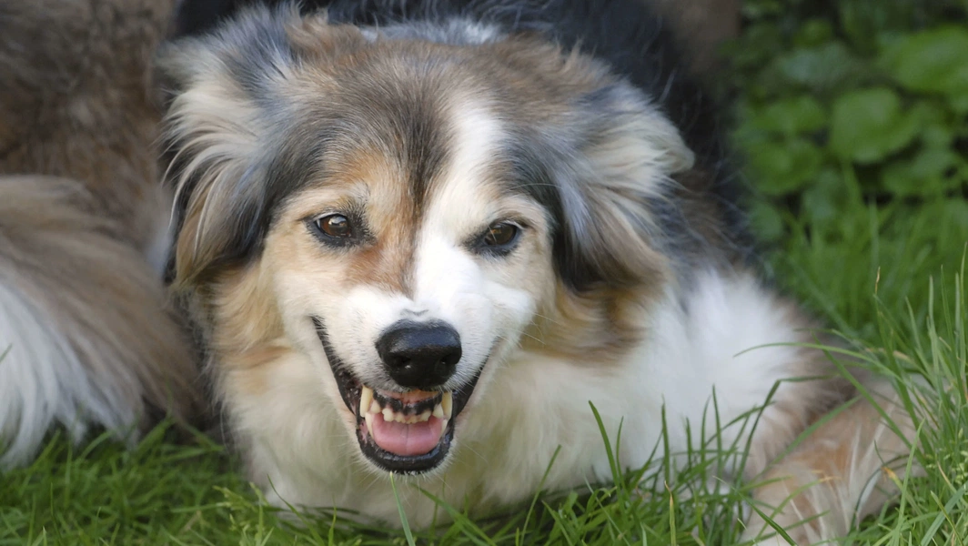 14 hilarious dog moments that spread joy