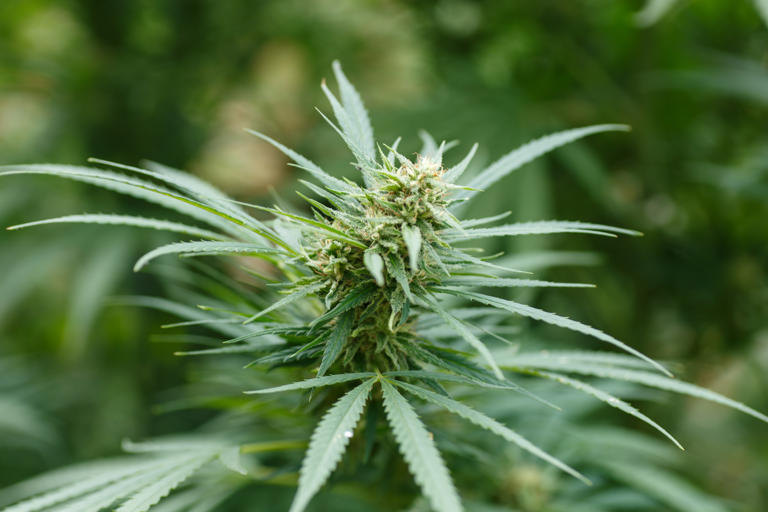 Here’s what federal changes could mean for cannabis laws in Virginia