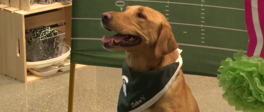 Zeke the Wonderdog Five celebrates eighth birthday at Michigan State