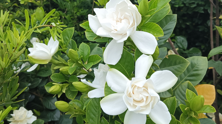17 varieties of gardenia that can tolerate the summer heat & winter frost