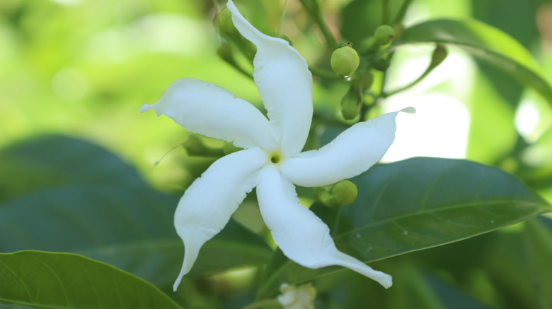 17 varieties of gardenia that can tolerate the summer heat & winter frost