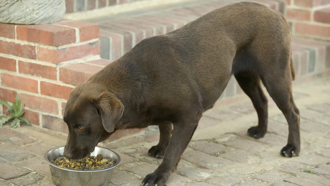 10 common foods that are toxic to dogs