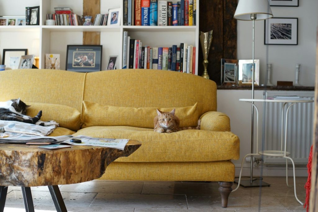 How tiny kittens overcome fear of giant dogs