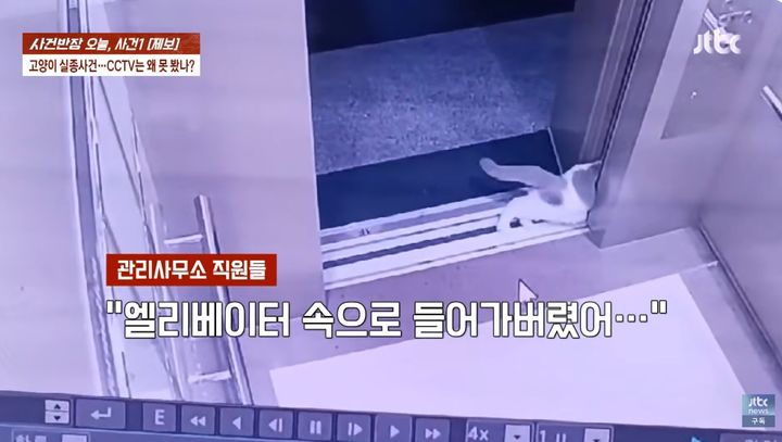 '감쪽같이 사라진' 고양이…CCTV 보니 엘리베이터 틈으로 '쏙'