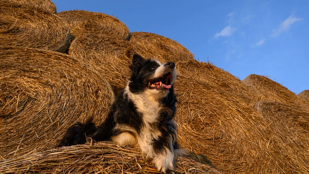 10 dog breeds and their self‑regulation traits