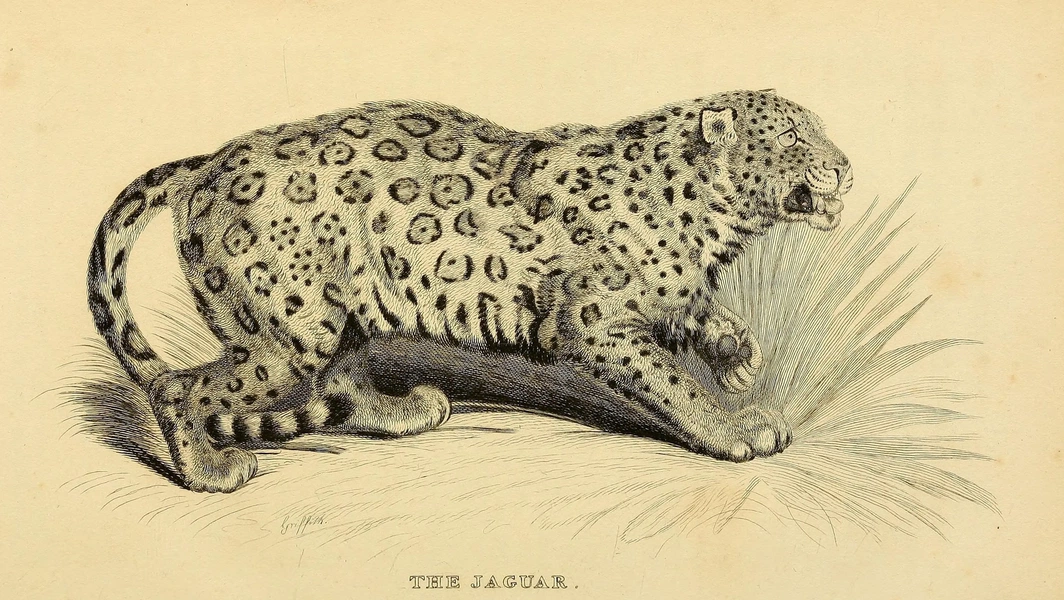 Jaguars in Texas: History, decline, and prospects