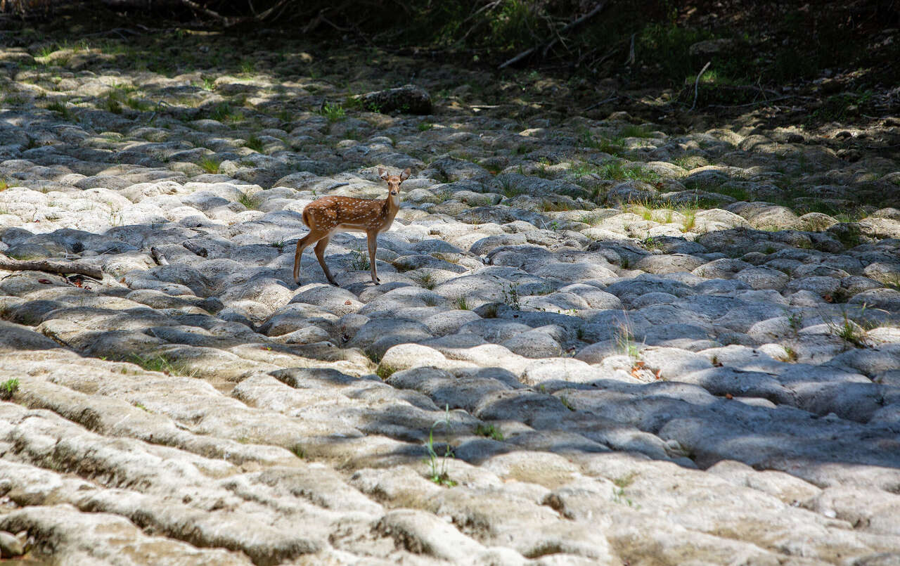 Edwards Aquifer Authority eases restrictions as water levels improve