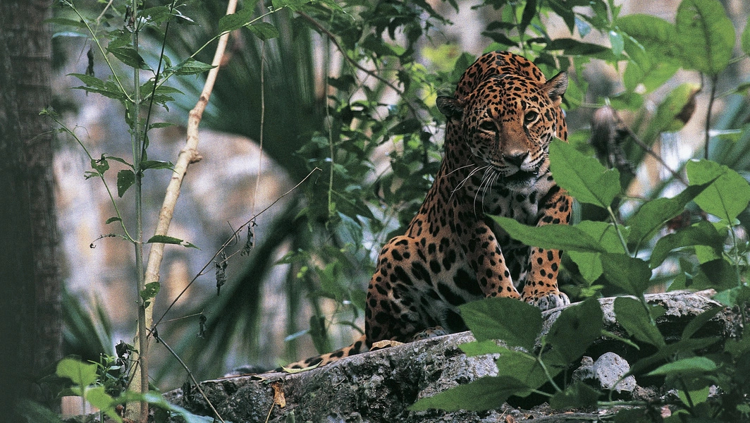 Jaguars in Texas: History, decline, and prospects