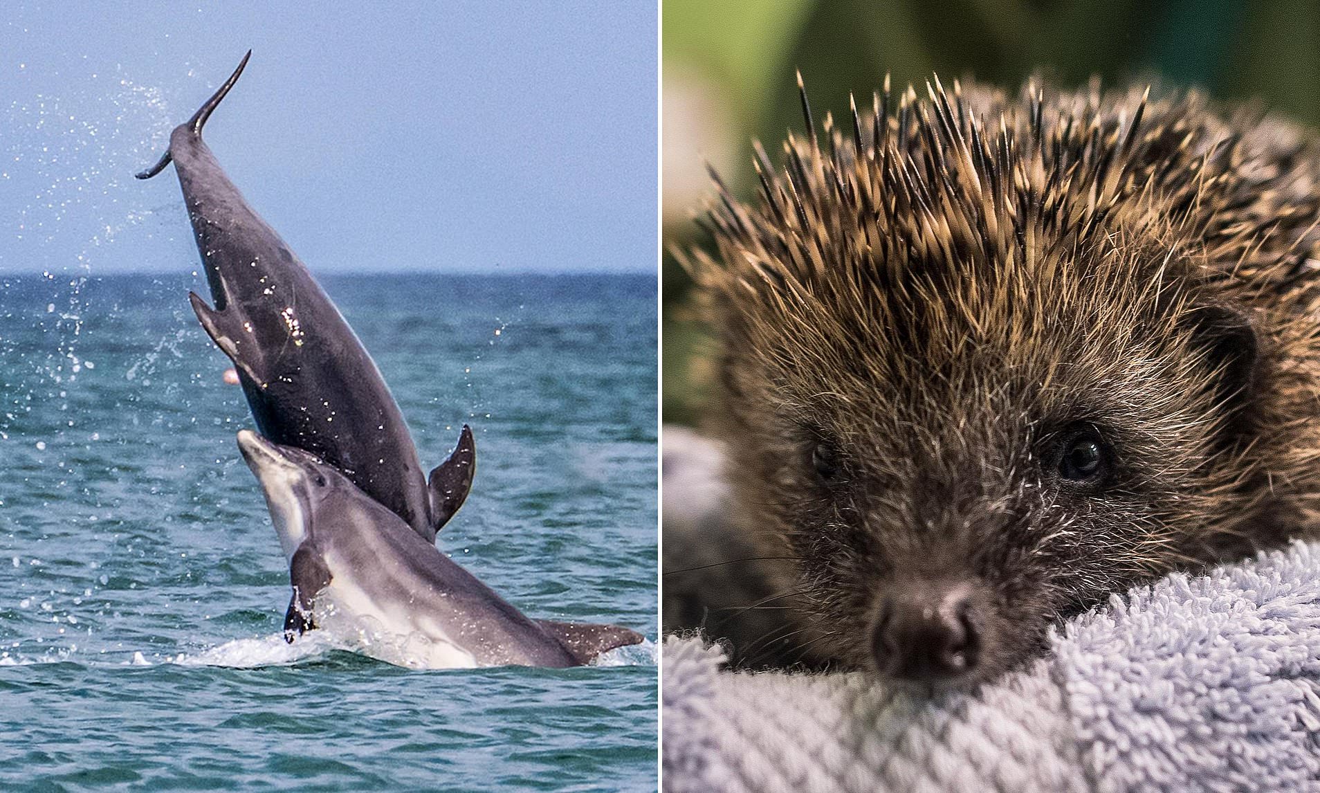 Reaching into your pocket for a dolphin? Brits can now vote on animal ...