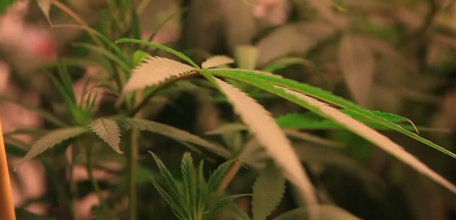 New cannabis clinic coming in Montgomery; furthers access to medical ...