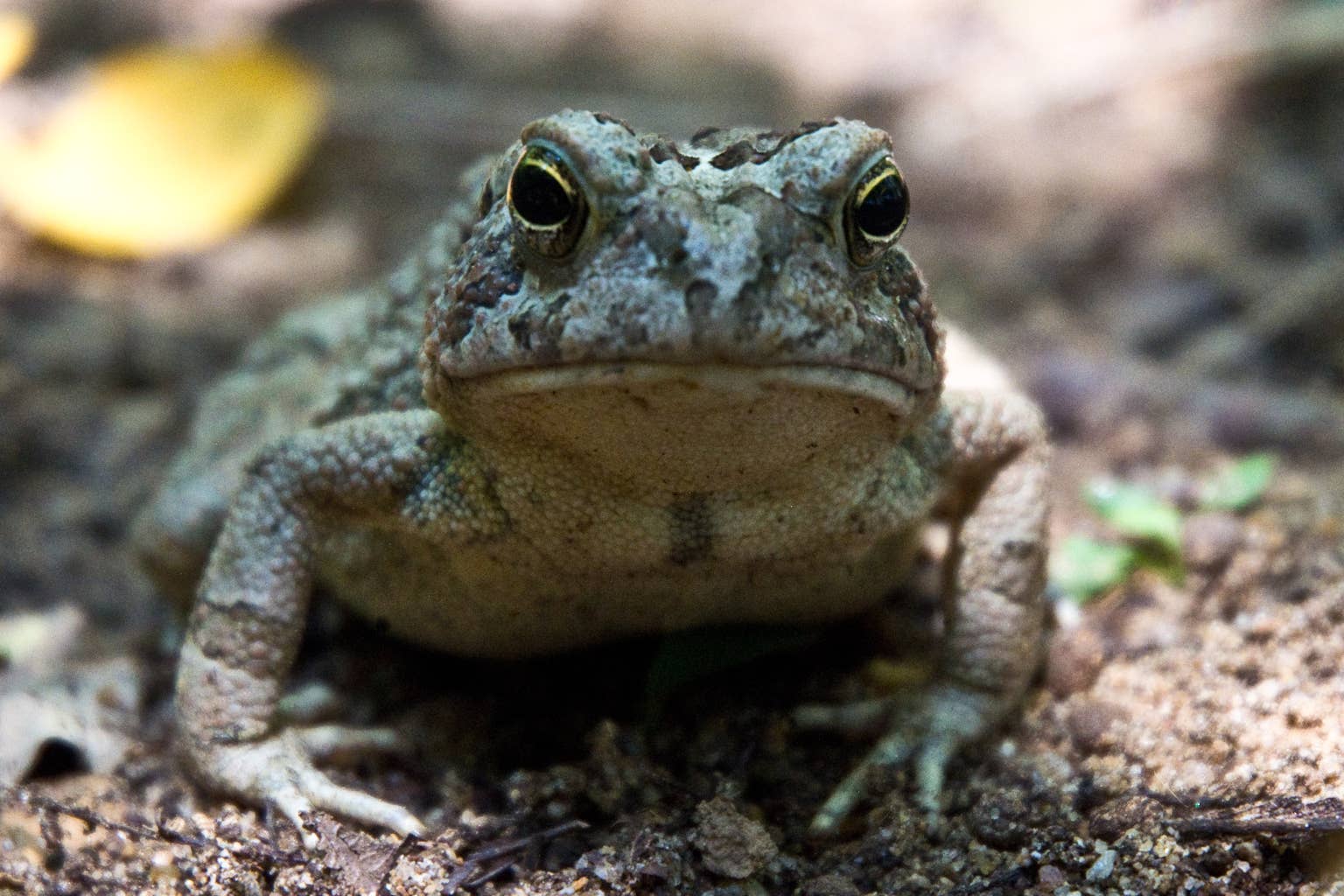 Watch this Fowler’s toad play dead and peek at a woman in Myrtle Beach