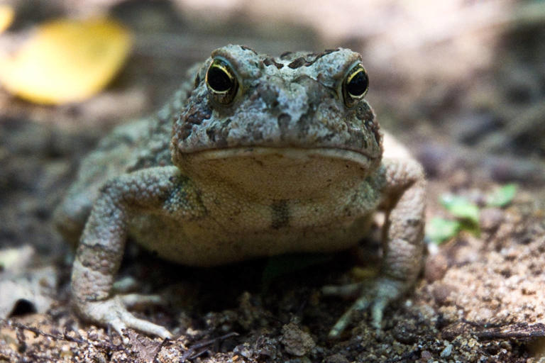 Watch this Fowler’s toad play dead and peek at a woman in Myrtle Beach