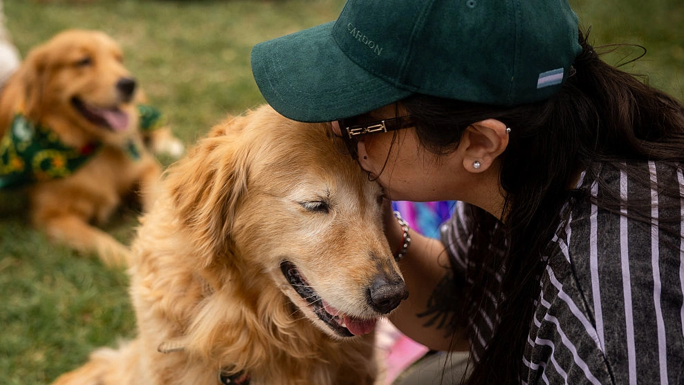 14 dog breeds that love constant companionship