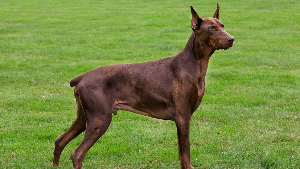 8 loyal dog breeds for protection and companionship