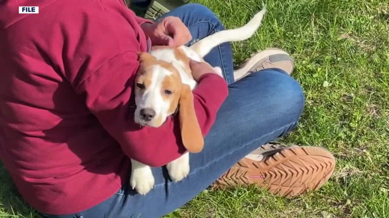 Ridglan Farms beagles get second chance as rescue effort grows