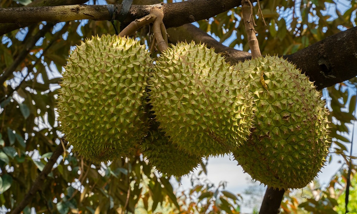 Residents warned against picking durians from Singapore’s ‘durian lane’