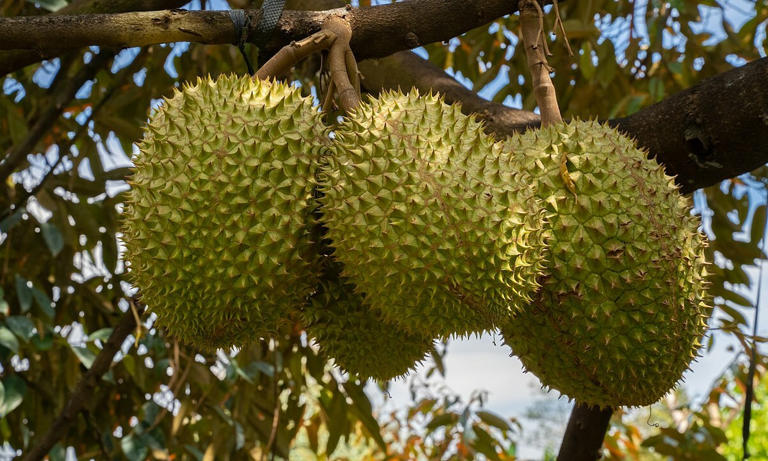Residents warned against picking durians from Singapore’s ‘durian lane’