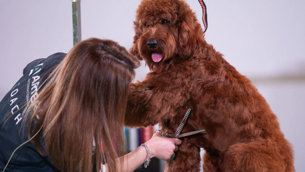 Experts warn doodle dogs need more care than advertised
