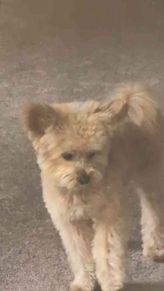 Barney the Pomapoo gets mad after being trapped inside