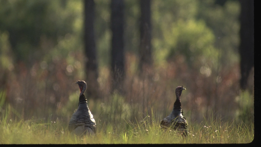 13 states with the largest wild turkey populations