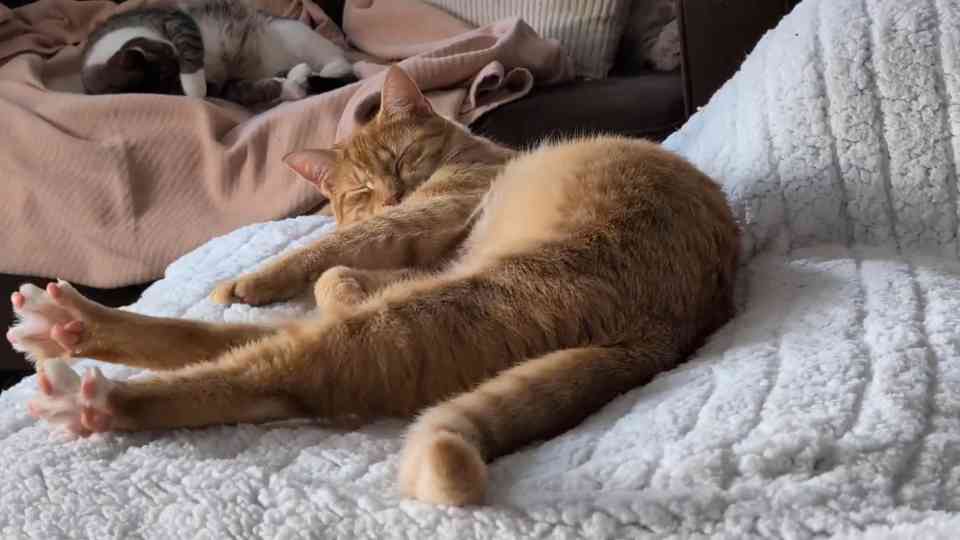 I aspire to his level of cozy!