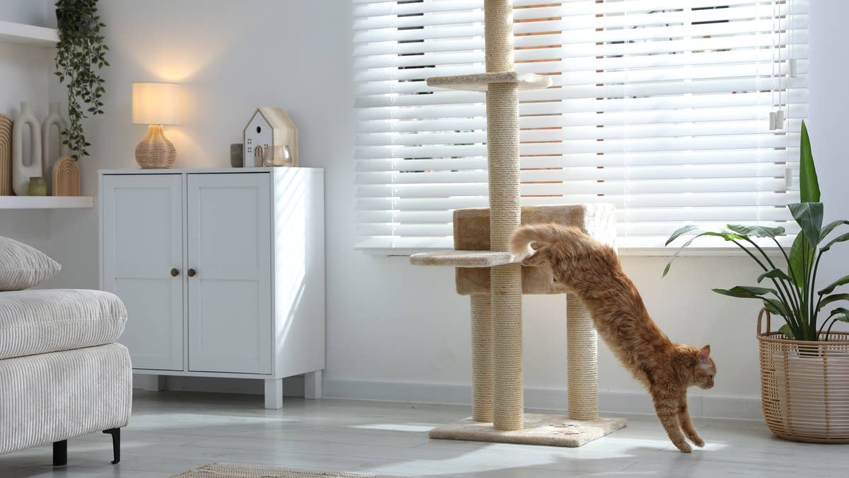 Cat mom creates the ultimate cat room—and what her kitties do next is ...
