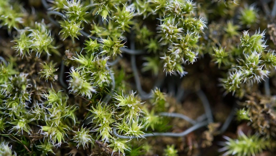Breathe better with these indoor plant picks