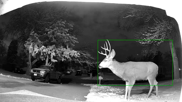Should you feed them? DWR has some tips to keep wildlife out of your ...