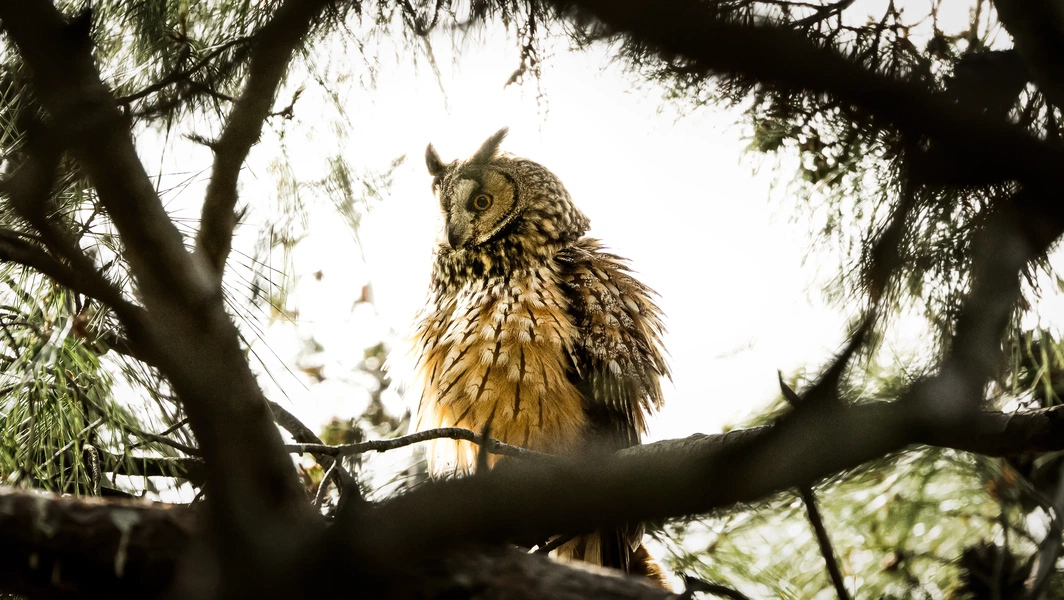 Turn your backyard into an owl haven