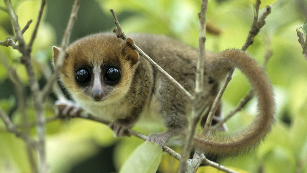12 remarkably small animals from around the world