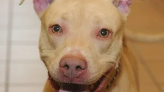9 popular and overlooked dog breeds