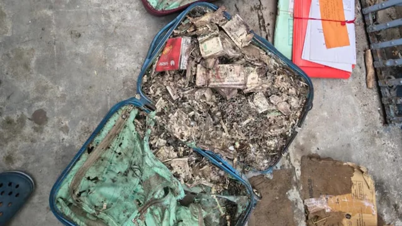 Termites EAT bundles of Rs 100, Rs 500 notes found in Kolkata college ...