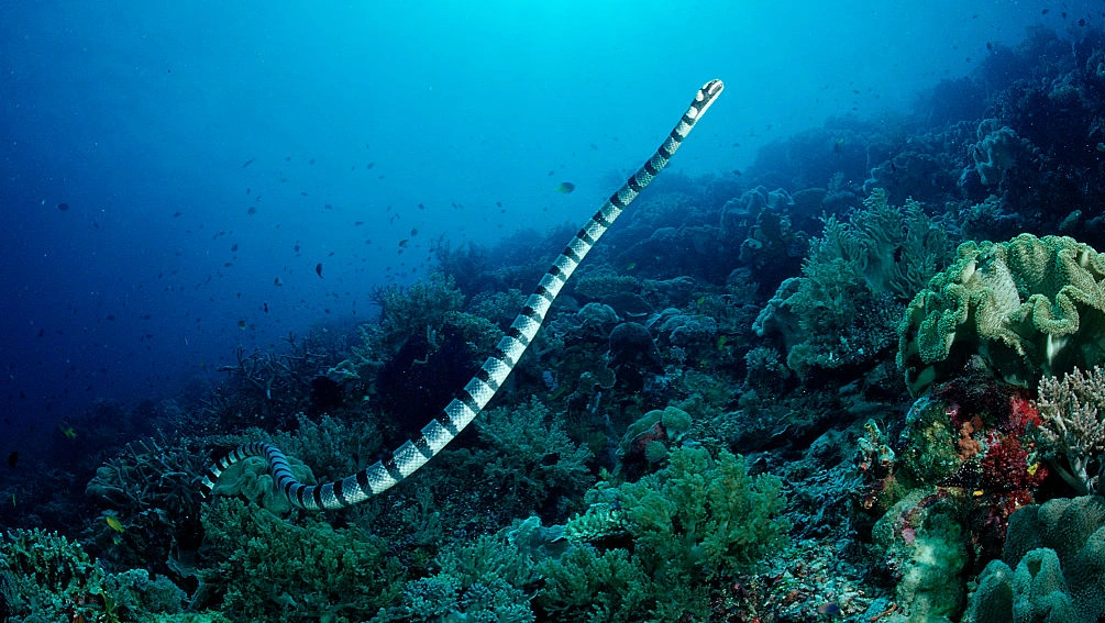 Sea snakes from prehistory to the present