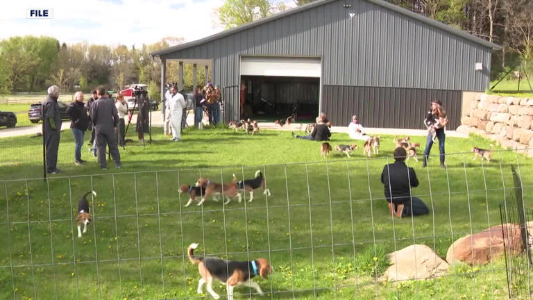 Ridglan Farms beagles get second chance as rescue effort grows