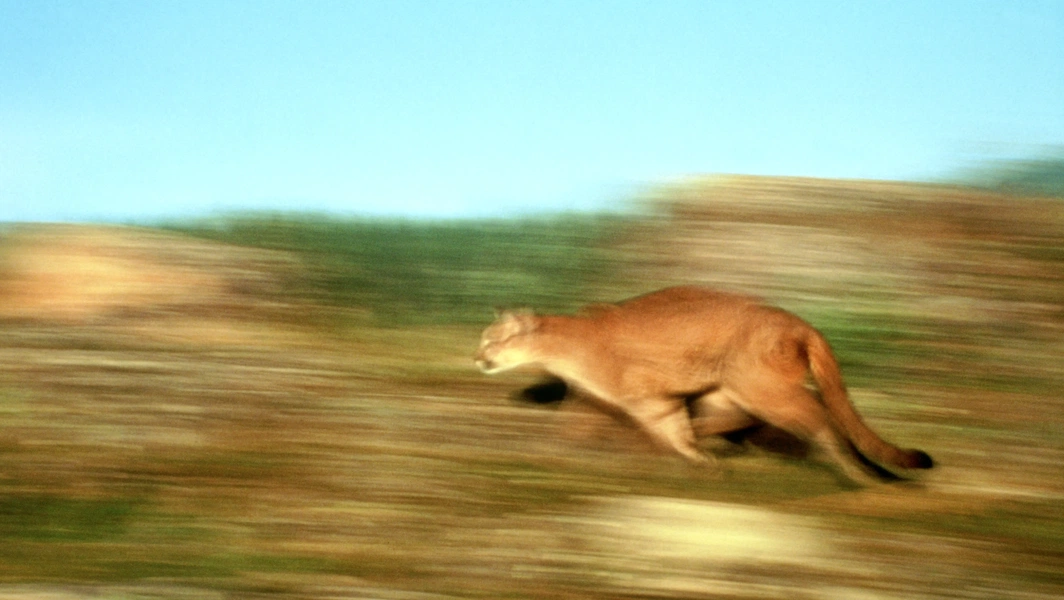 15 states with rising mountain lion sightings