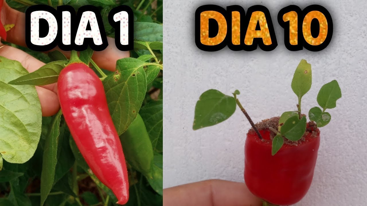 Como plantar pimentas na horta de casa