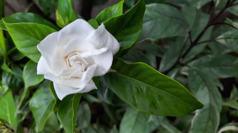 17 varieties of gardenia that can tolerate the summer heat & winter frost