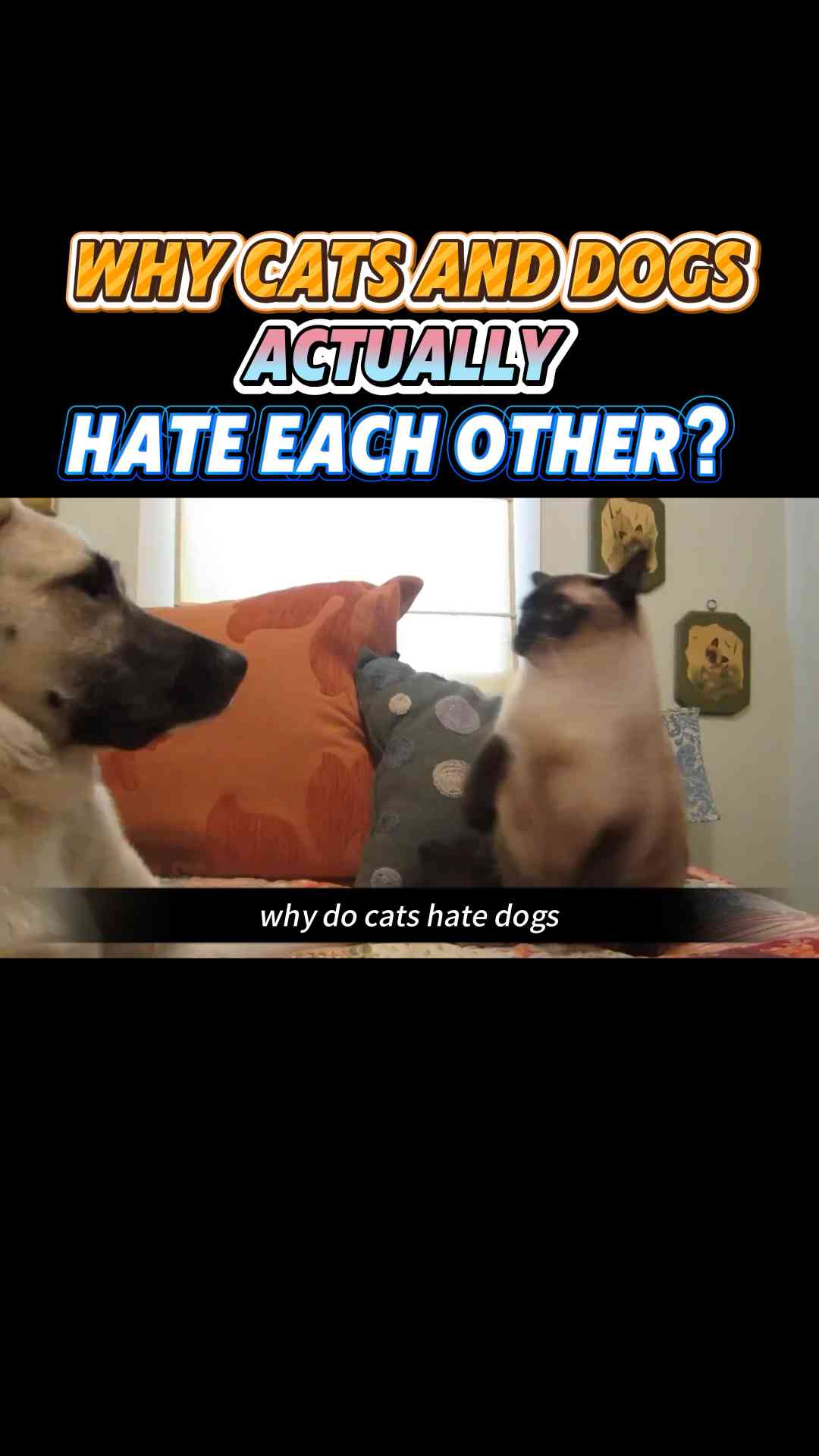 The real communication breakdown explaining how cats and dogs ...