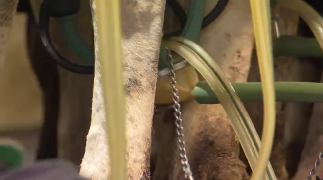 Highly pathogenic avian influenza found in Utah dairy