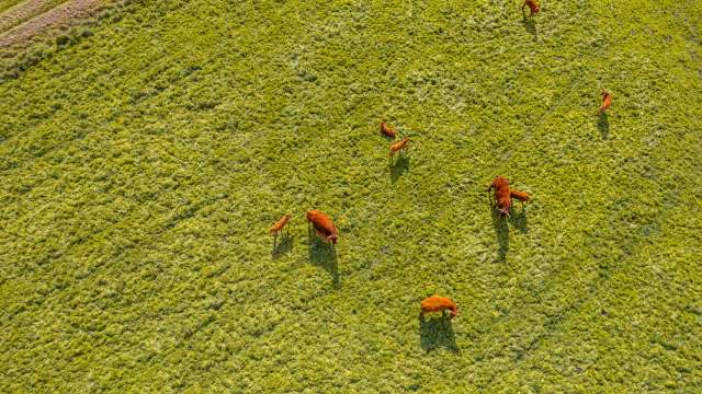 America's cattle herd sinks to a 75-year low as beef prices head even ...
