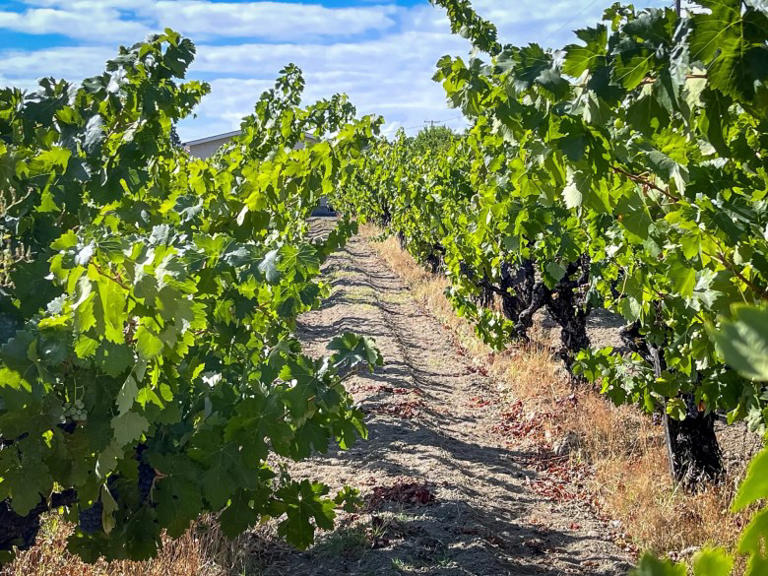 Grapevine-killing pest reaches Ukiah Costco