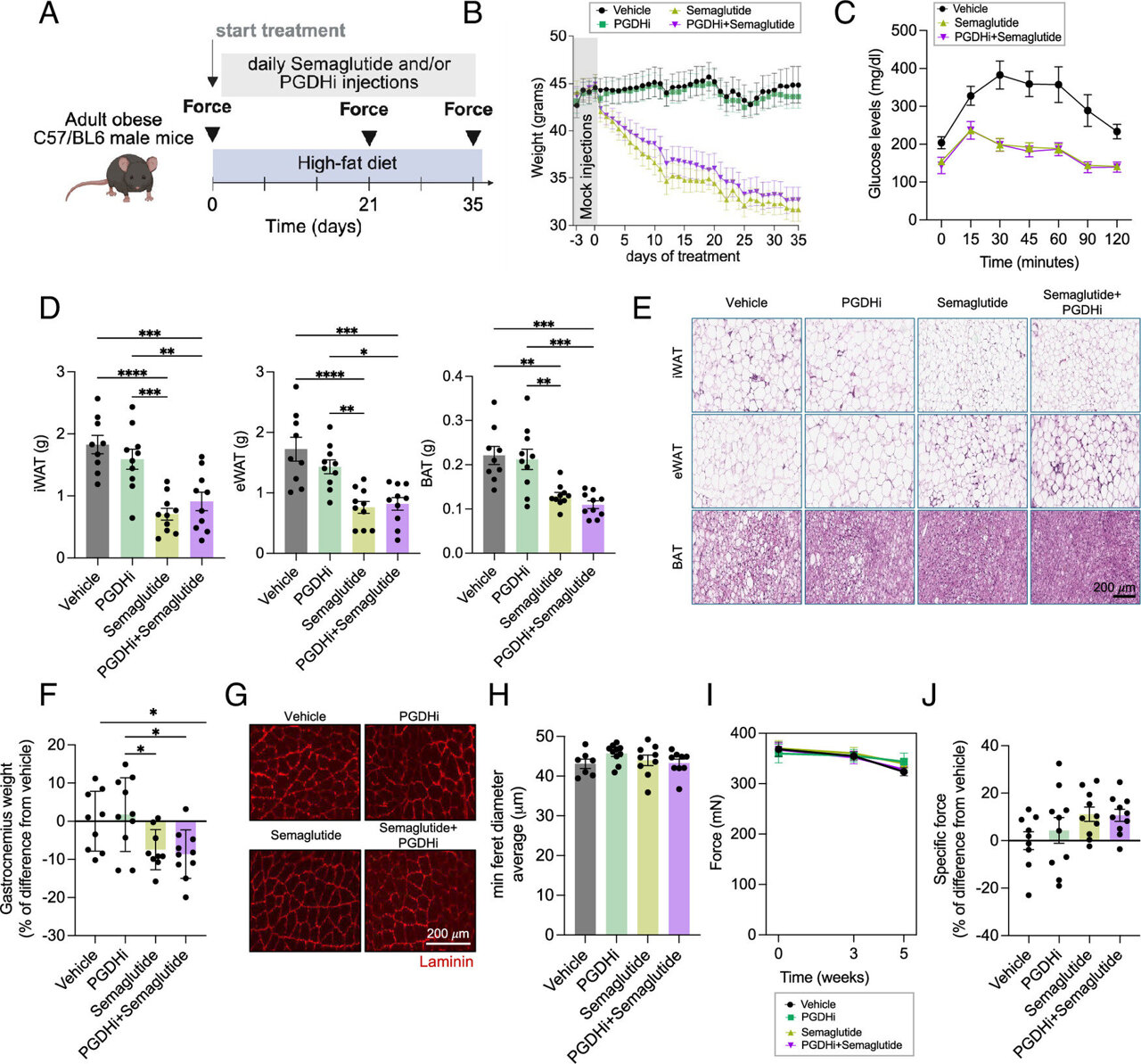 Existing drug enhances muscle repair during GLP-1 weight-loss treatment ...