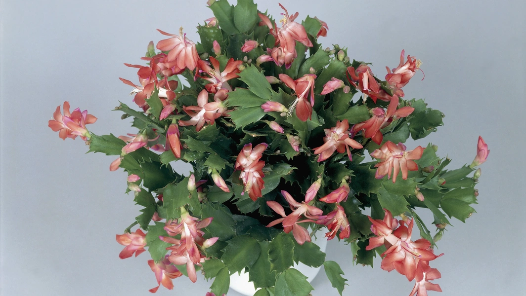 Christmas cactus care tips for year-round blooms