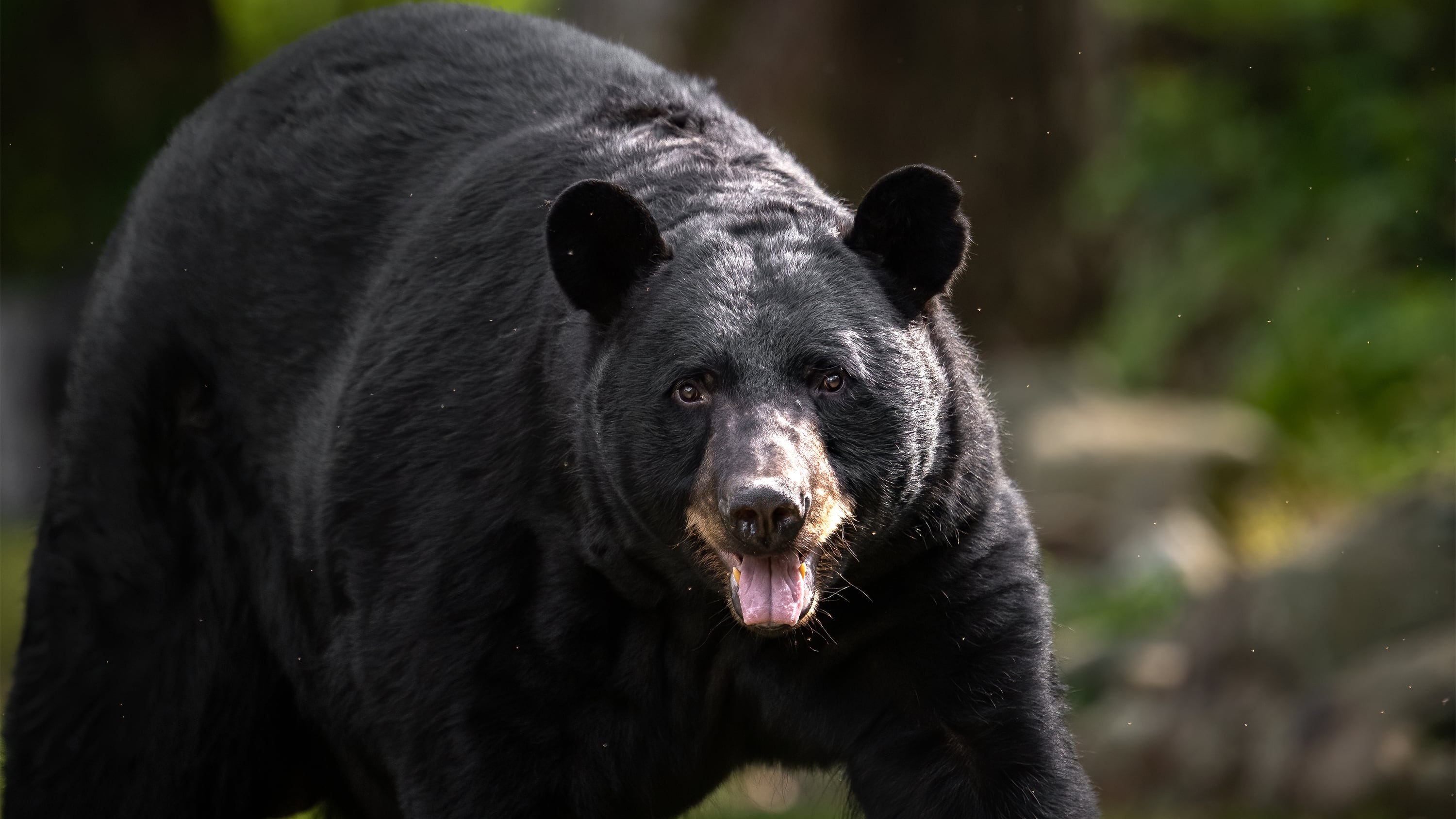 MMA fighter, 27, killed in brutal bear attack