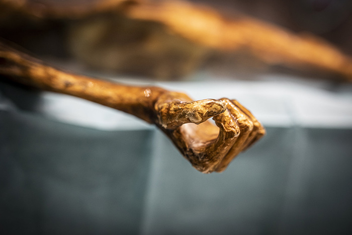 Scientists find yeast in ancient Iceman's guts—and make bread