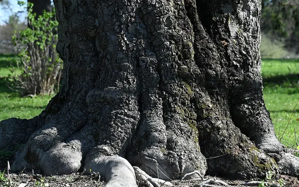 Tree root wisdom for a healthier yard