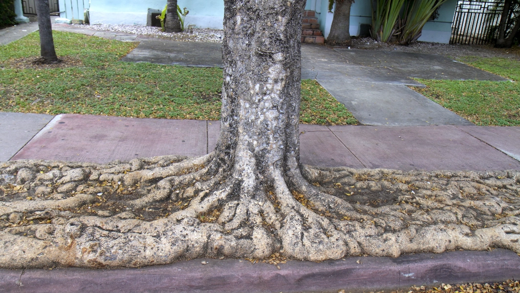 Tree root wisdom for a healthier yard