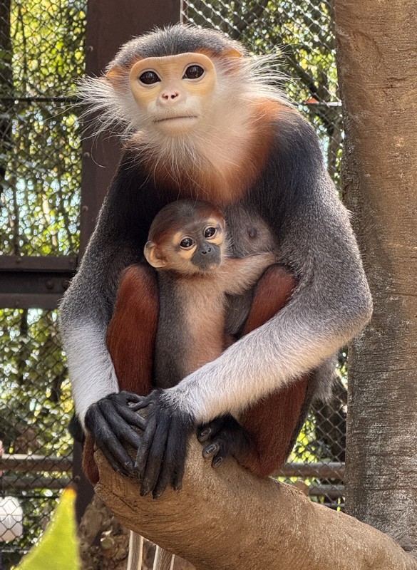 'World's most beautiful' baby monkey makes public debut at Yokohama zoo